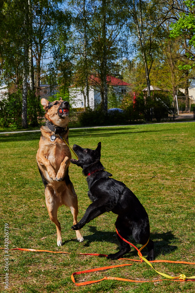 Black Labrador Retriever German Shepherd Mix