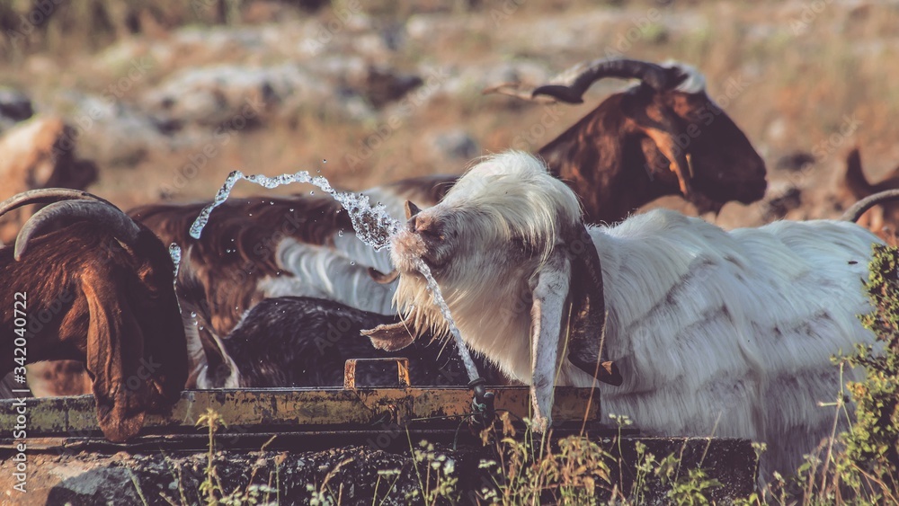 Goats Drinking Water From Trough At Farm Stock Photo | Adobe Stock