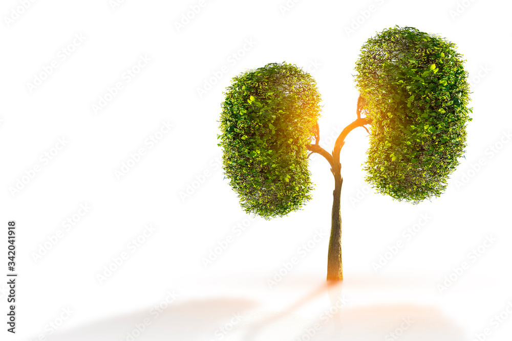 Trees (kidneys), 3D environmental and medical concepts Stock Photo ...