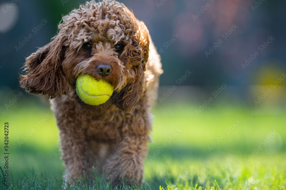 Harry the Cavapoo Dog with his green tennis ball and windswept hair ...