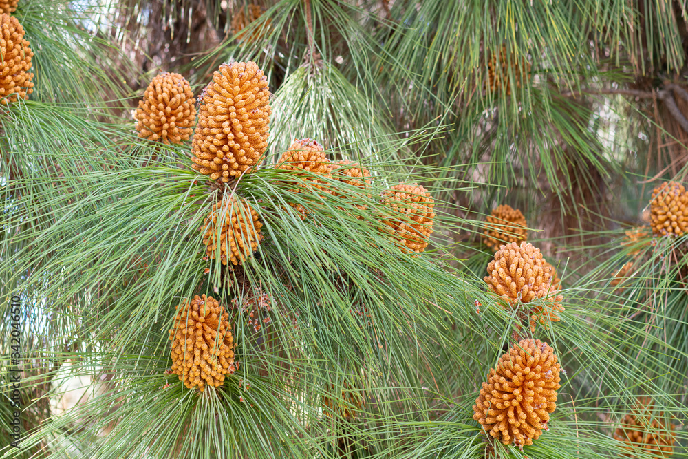 Foto de Pinus roxburghii (chir pine, longleaf Indian pine) male cone at ...