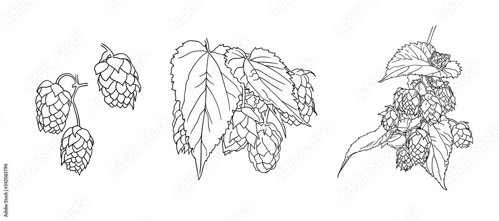 Vector hops plant sketches set isolated on white background, black ...
