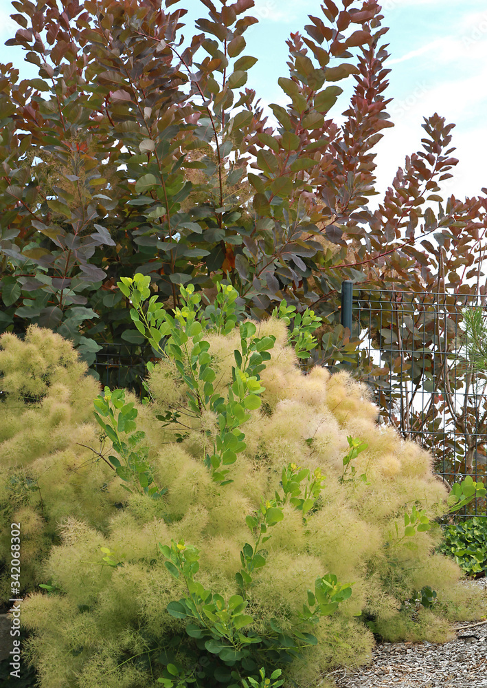 Cotinus coggygria Stock Photo | Adobe Stock