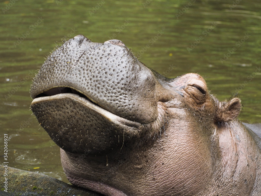 smiling hippopotamus at safari park indonesia Stock Photo | Adobe Stock
