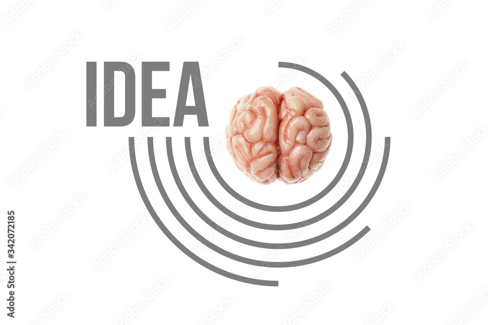 Human brain is isolated on a white background, concept of idea ...