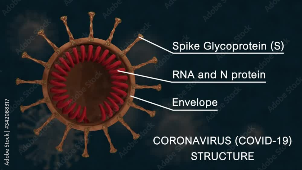 Coronavirus cell structures and anatomy. Labeled with morphology of ...