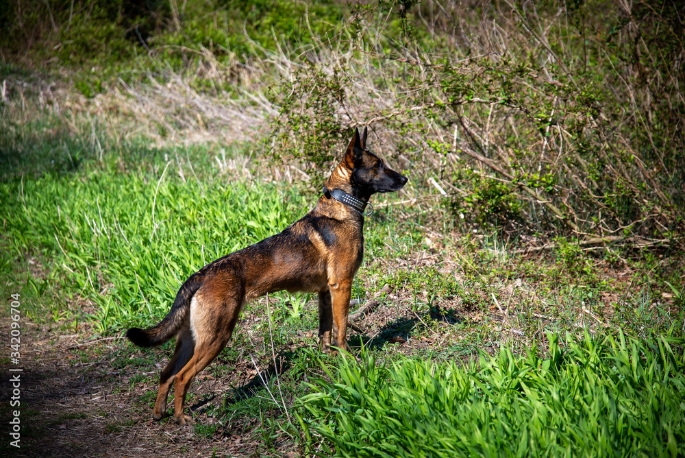 Pastore Belga Malinois nel bosco protetto a Sementina (Svizzera) Stock ...