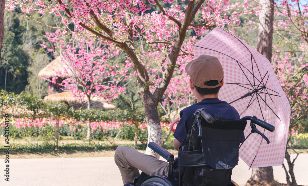 Special need child on wheelchair holding pink and white umbrellas and watch Japanese cherry ...