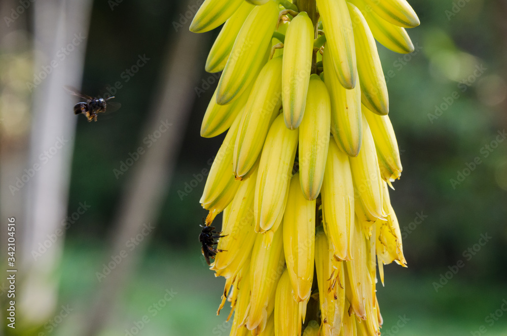 Close-up photography of a no sting bee pollinating an aloe yellow ...
