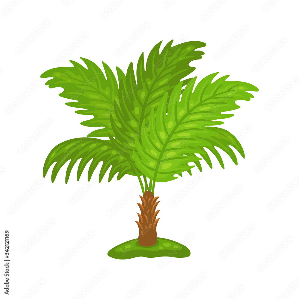 Pygmy or sago palm tree - tropical plant with green leaves and short ...