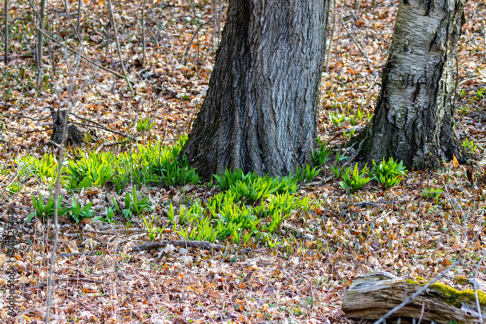 Wild Ramps - wild garlic ( Allium tricoccum), commonly known as ramp ...