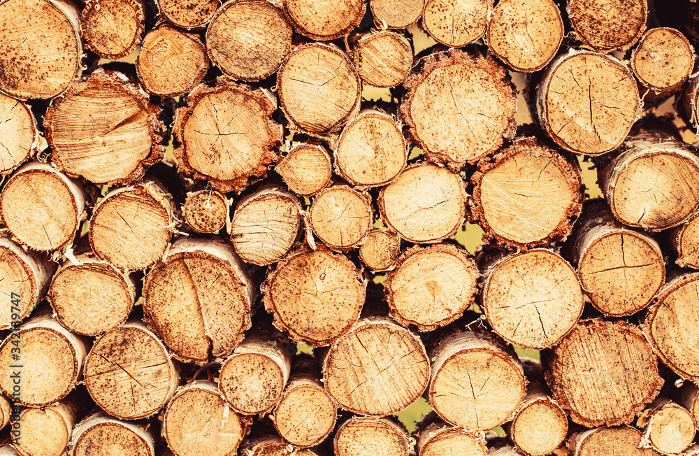 Round teak woods trees circle stumps cutted group. Deforestation. Tree ...
