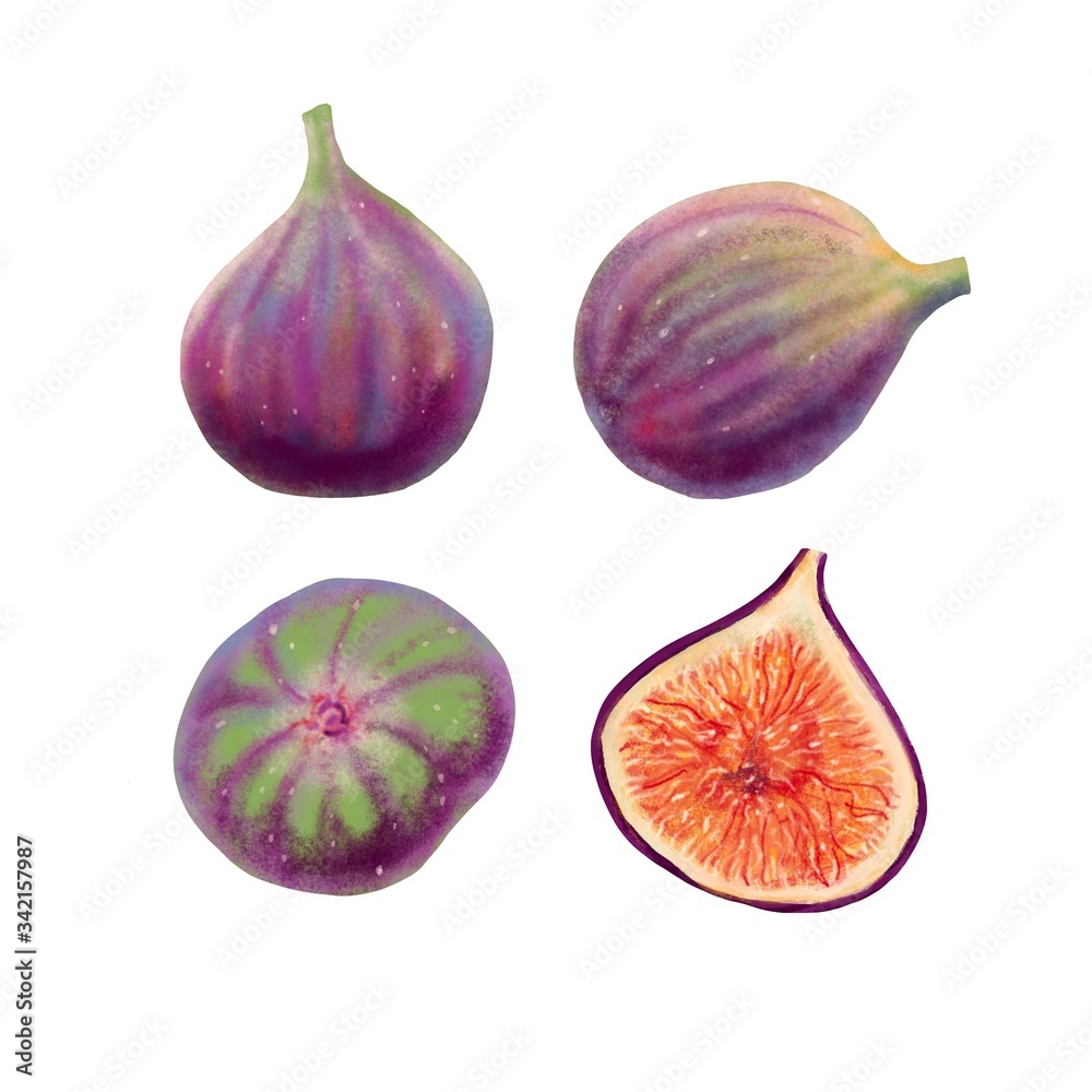 Ripe fresh figs digital watercolor hand drawn illustration isolated on ...