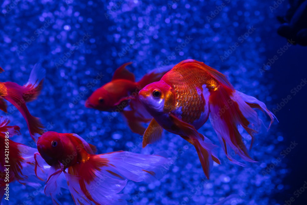 Nice red gold fish in air bubbles blue background nature aquarium Stock ...