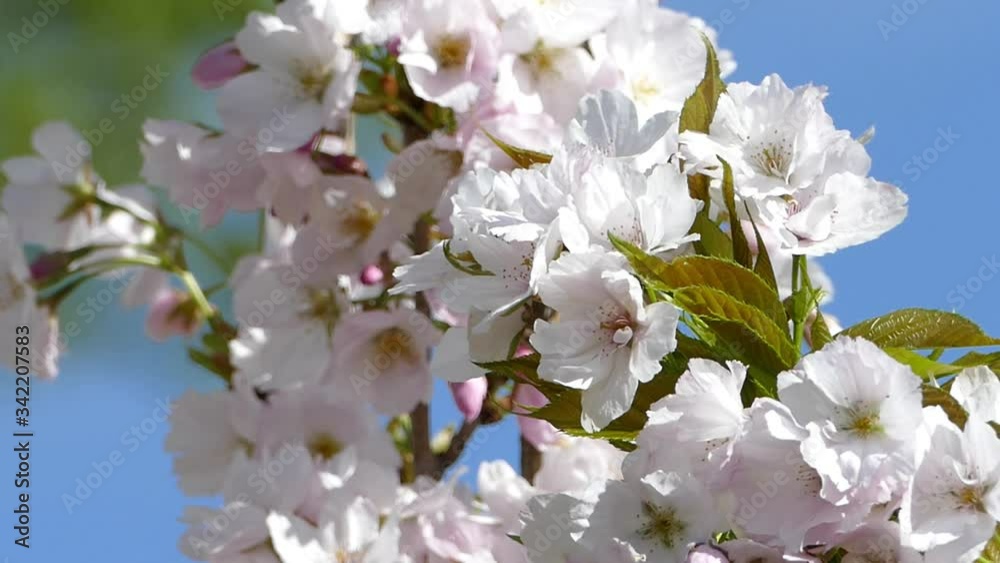 Prunus 'Amanogawa is a upright ornamental cherry tree. In April, the ...