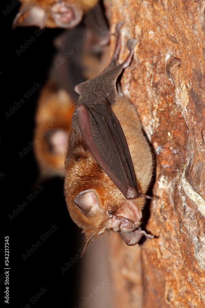 Intermediate Horseshoe Bat (Rhinolophus affinis),that live in caves Is ...