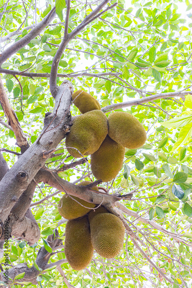 Jackfruit trees have many jackfruit trees on Asian jackfruit trees ...