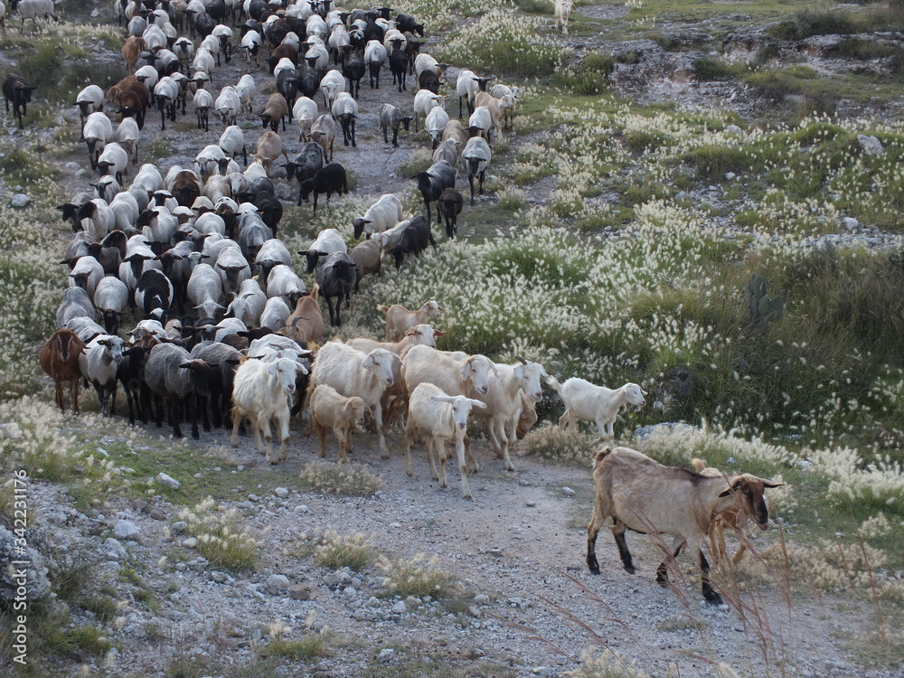 Foto de pequeño rebaño de ovejas de diferentes especies, ovejas ...