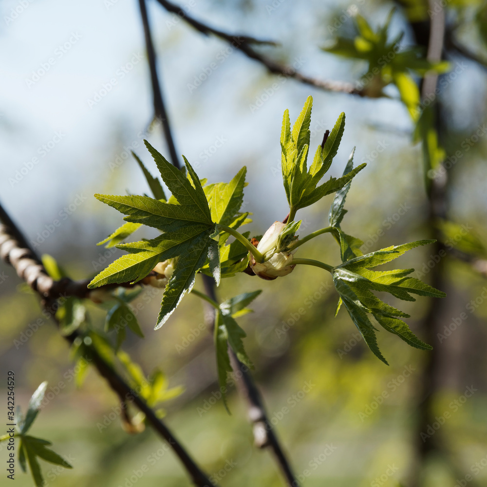 Gros plan sur feuilles alternes et palmatilobées, triangulaires, vert ...
