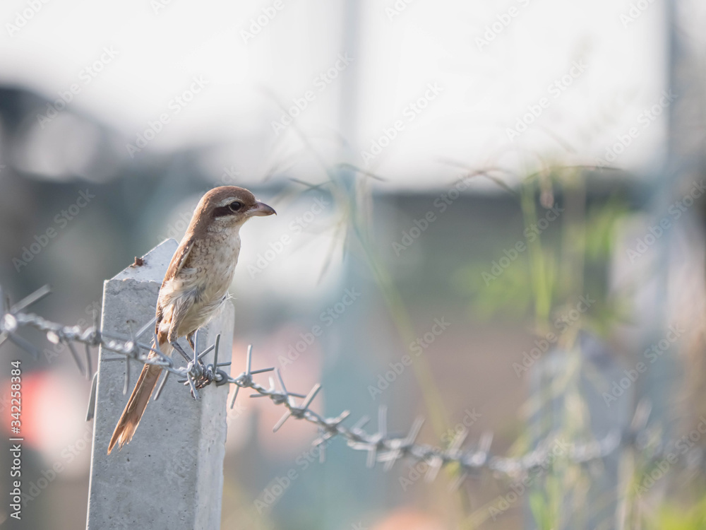 Photo & Art Print shrike with nature, The yellow-billed shrike is a ...
