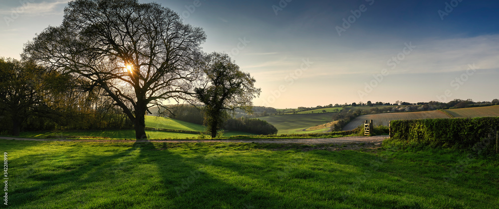 Oak tree in Chiltern Landscape Stock Photo | Adobe Stock