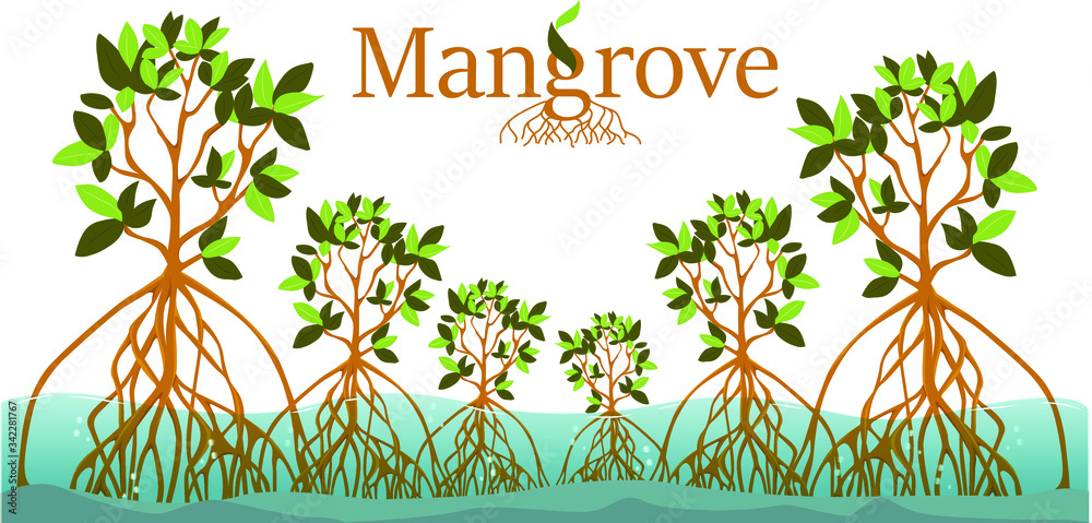 Mangroves forest Banner background vector EPS10 Stock Vector | Adobe Stock