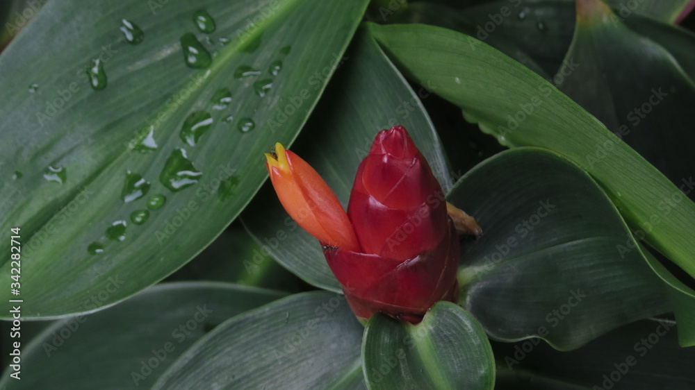 Fresh Indian Head Ginger flowers, Costus Speciosus with background ...