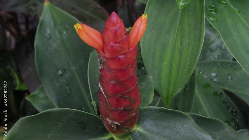 Fresh Indian Head Ginger flowers, Costus Speciosus with background ...