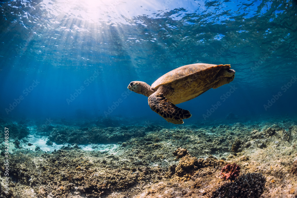 Sea turtle glides in blue ocean. Turtle swim underwater sea Stock Photo ...