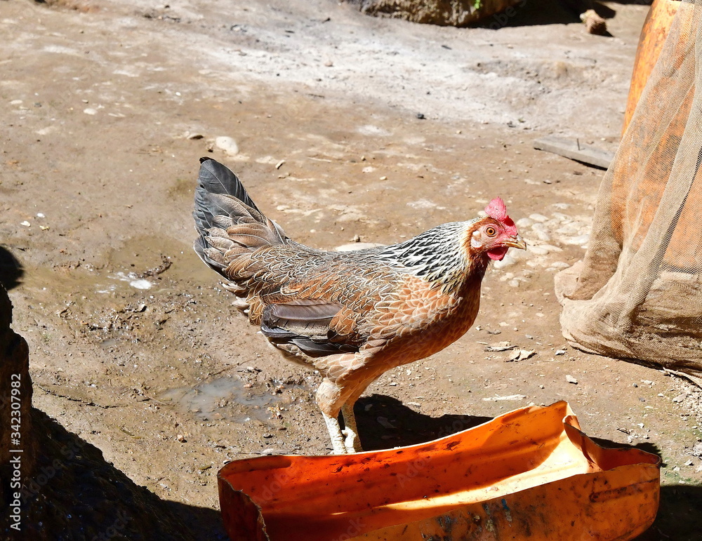 The local breed of chickens that the villagers raise for eating eggs ...