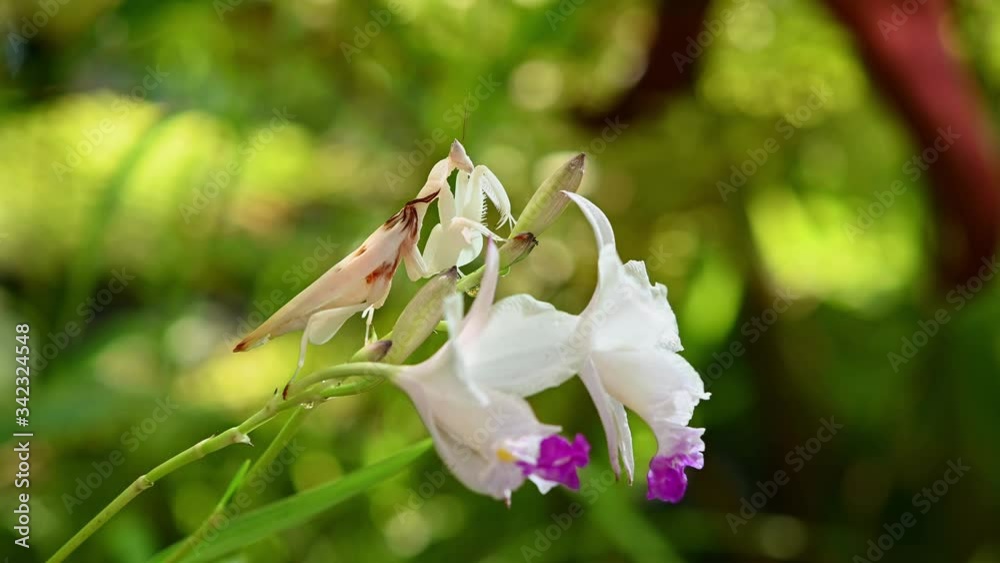 Orchid Mantis, Hymenopus coronatus; seen on top of two orchid flowers ...