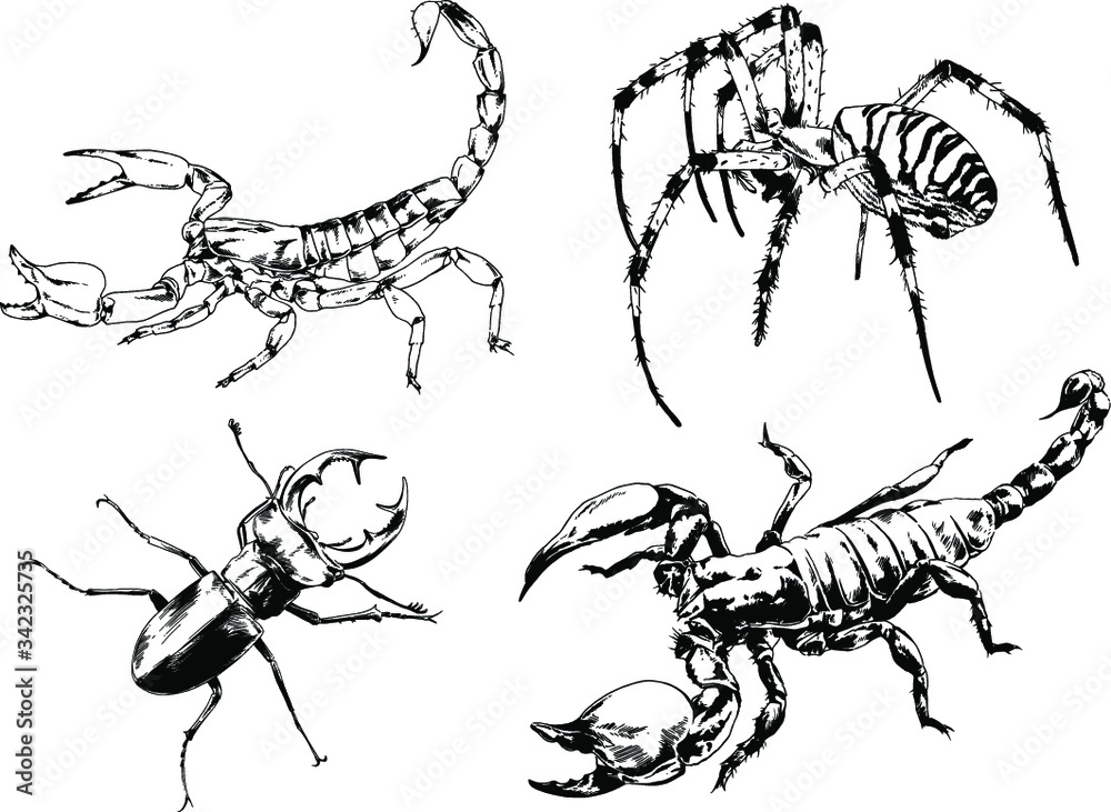 vector drawings sketches different insects bugs Scorpions spiders drawn ...