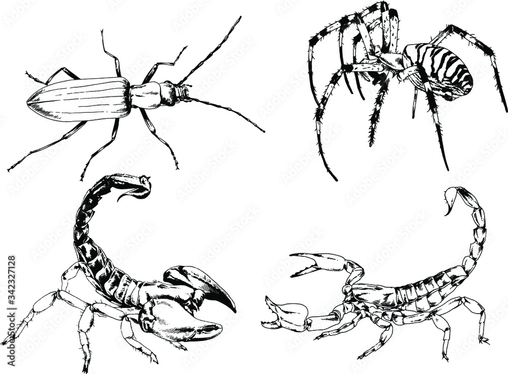 vector drawings sketches different insects bugs Scorpions spiders drawn ...