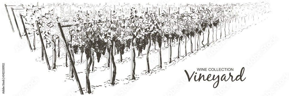 Vector Vine plantation hills landscape. Drawing of rows of vineyards ...