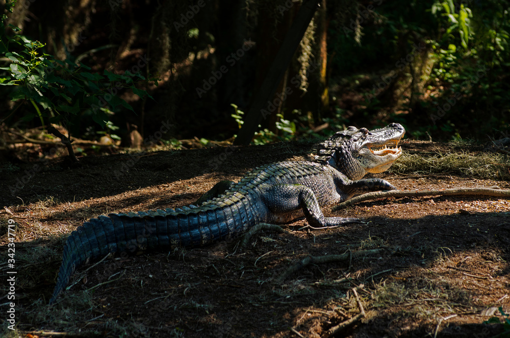 Full body of alligator in bayou Stock Photo | Adobe Stock