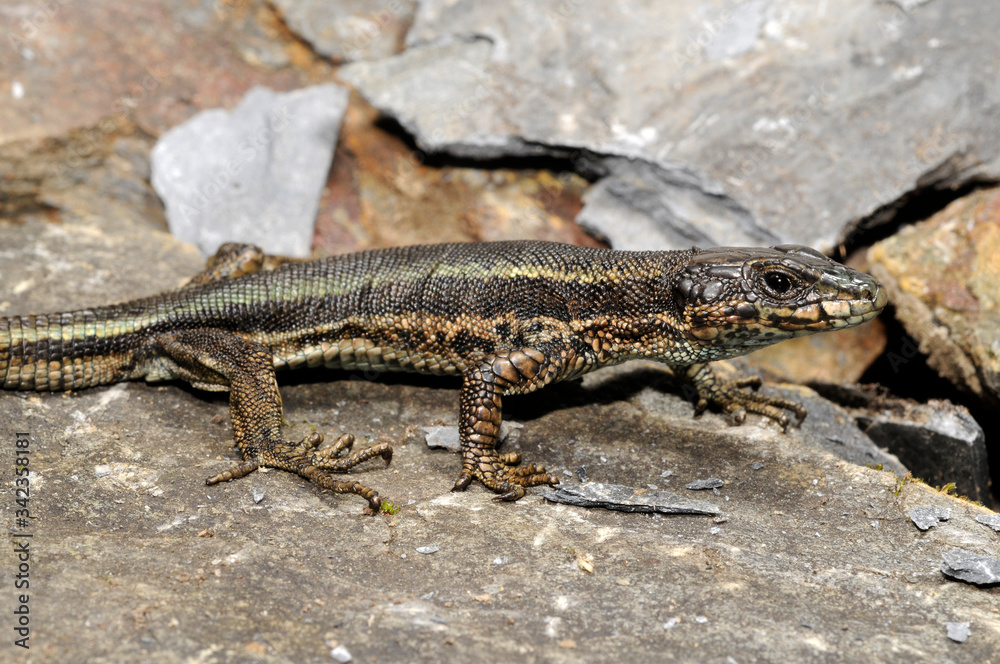 Aran Rock Lizard Val D Aràn Gebirgseidechse Bzw Iberische