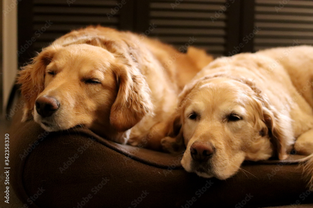two golden retriever puppies Stock Photo | Adobe Stock