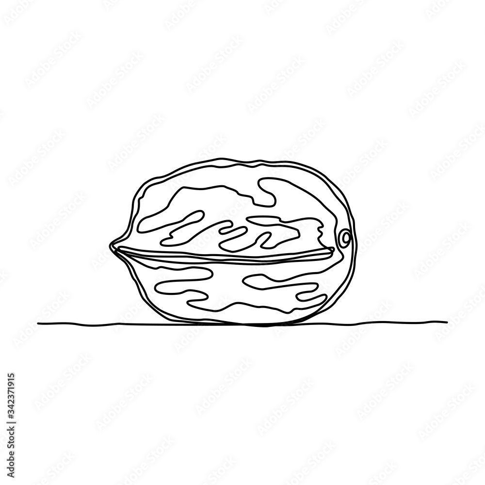 Continuous line drawing. Walnut. Black isolated on white background ...