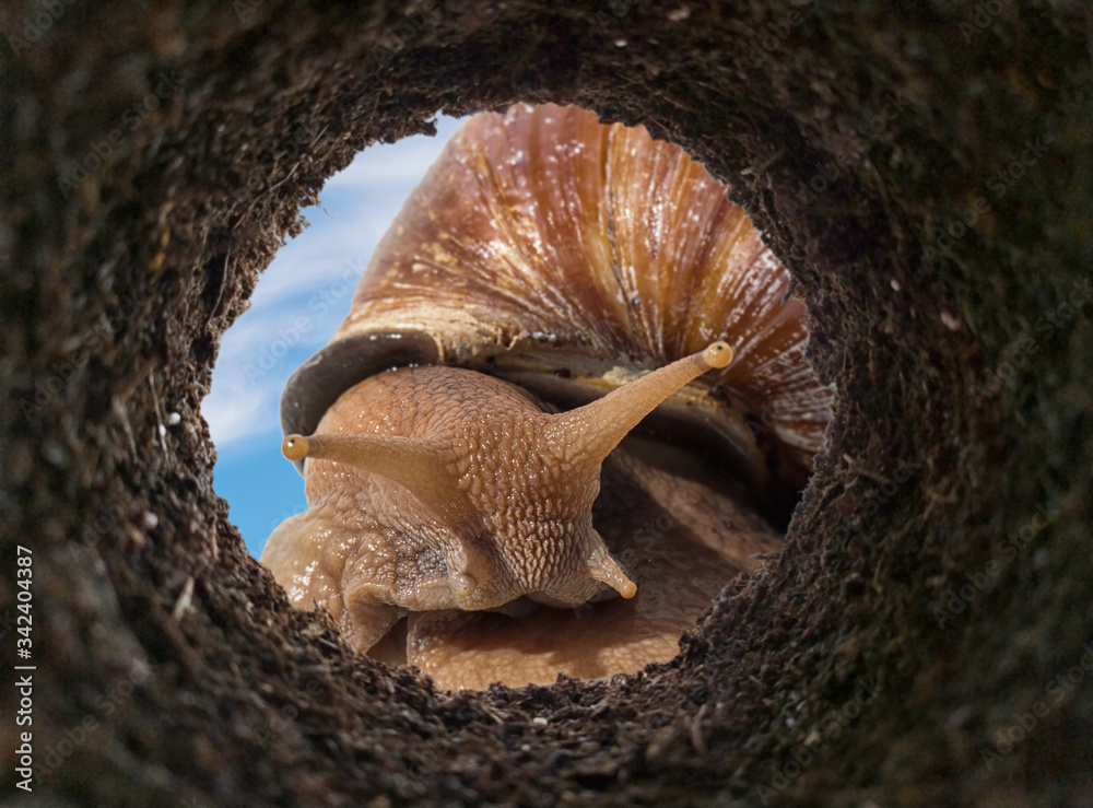 Dirt Inside A Snail