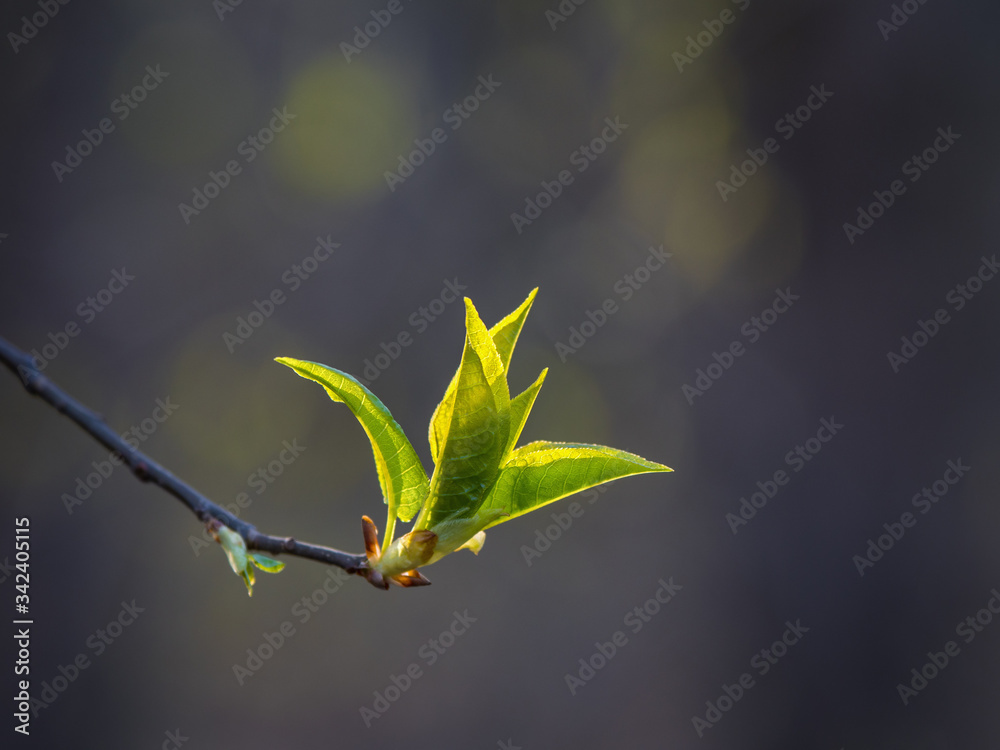 Spring branch with budding tree. Natural spring background Stock Photo ...