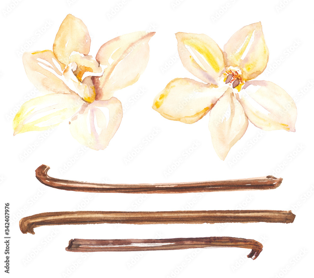 Watercolor hand painted vanilla plant and flowers illustration isolated ...
