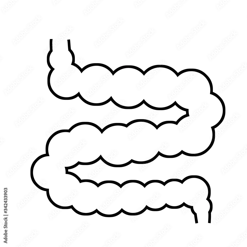 Intestine. Internal human organ. Long Gut. Line silhouette Digestive ...