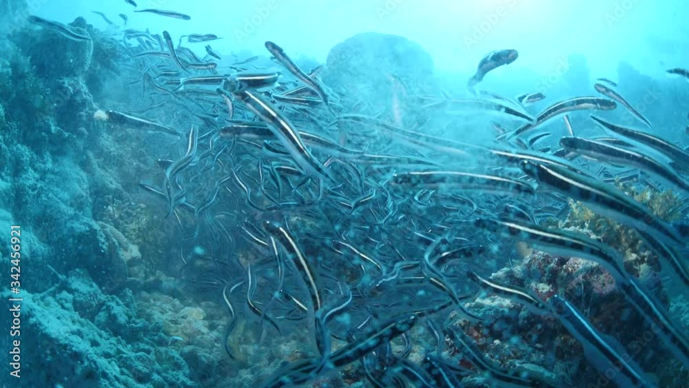 convict blenny fish school underwater digging a house with their mouth ...