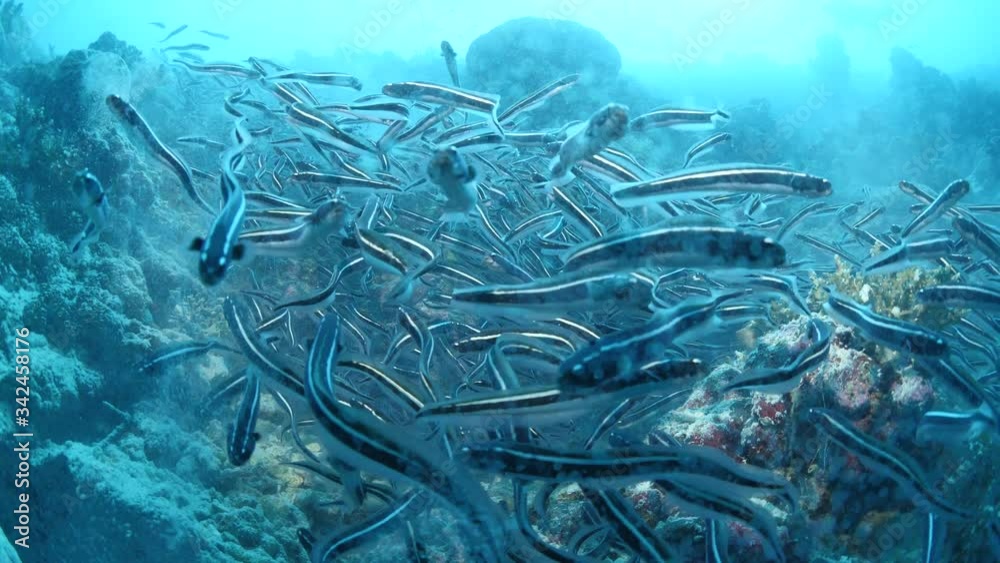 convict blenny fish school underwater digging a house with their mouth ...