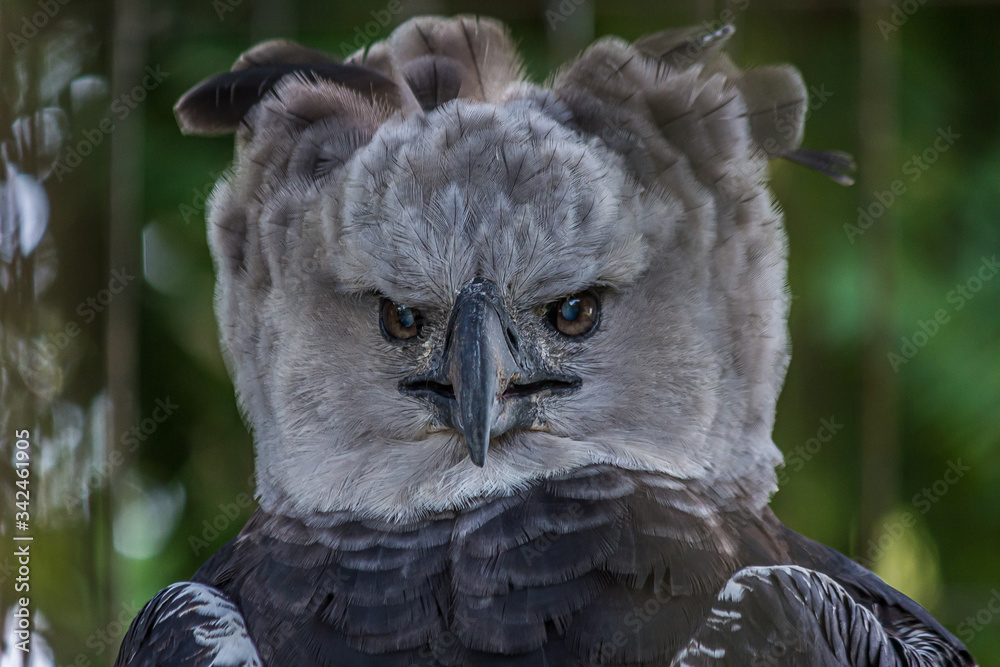 Poster Portrait of Harpy eagle (Harpia harpyja) proudly looking forward ...