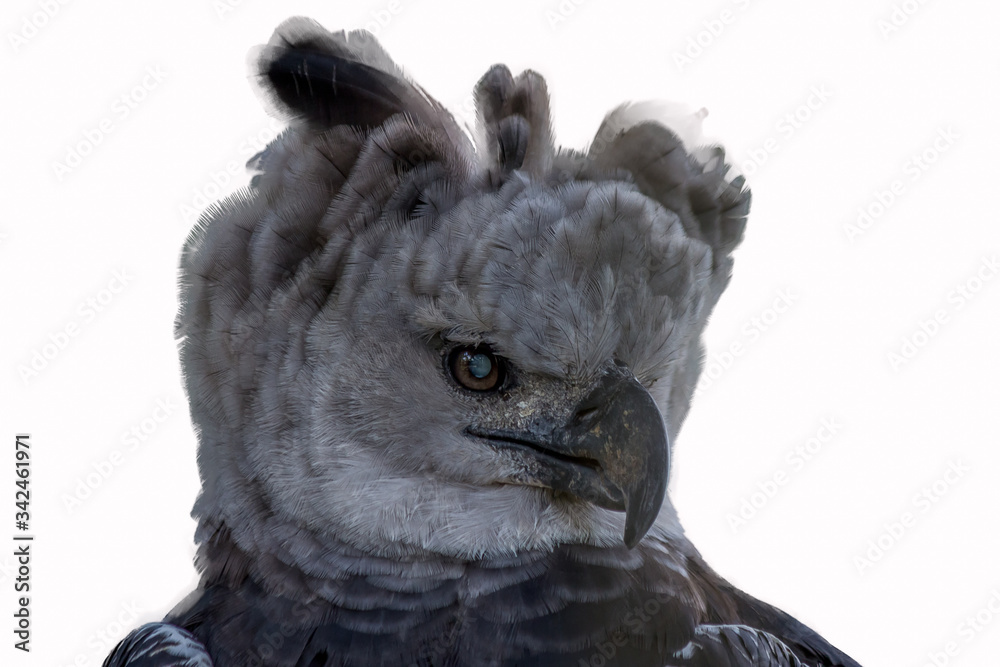 Isolated portrait of Harpy eagle (Harpia harpyja) proudly looks away ...