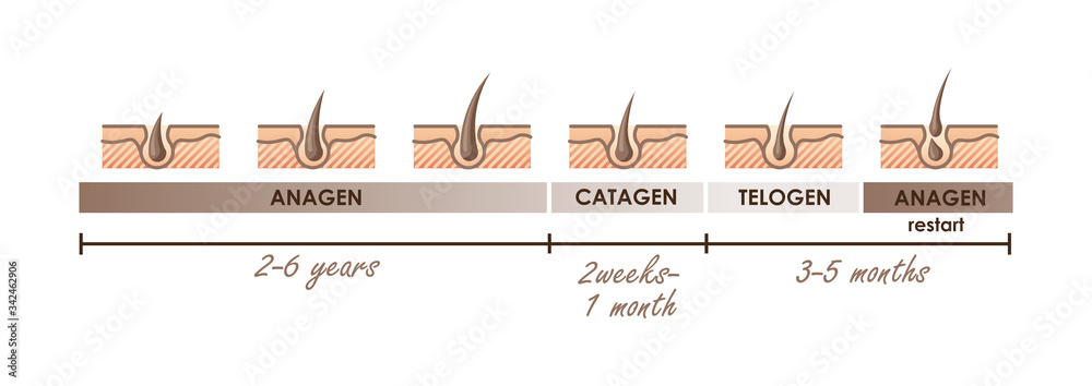 Hair growth phases. Normal hair cycle. Vector illustration Stock Vector ...