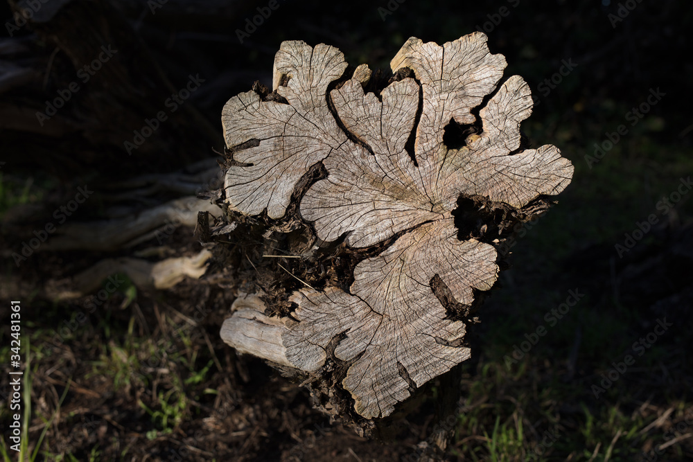 Trunk cross section Stock Photo | Adobe Stock