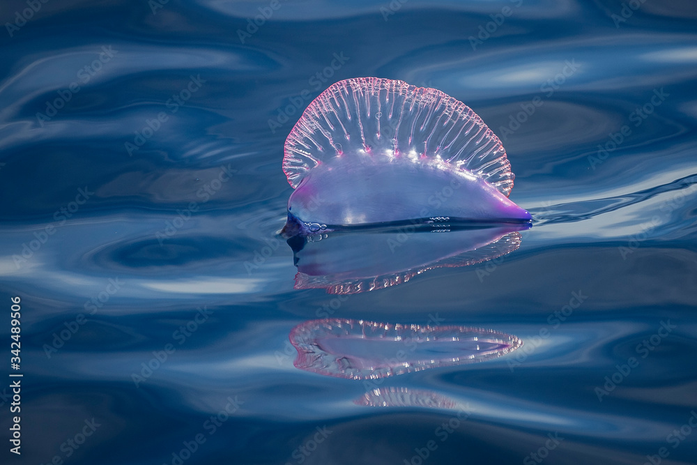 Fotka „A portuguese man-o-war, Physalia, floatin motionless in the ...