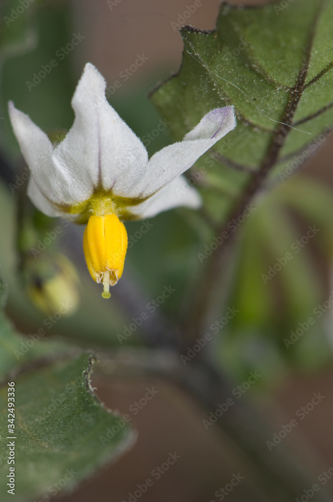 Foto de Flower of a plant in The Inagua ravine. The Nublo Rural Park ...